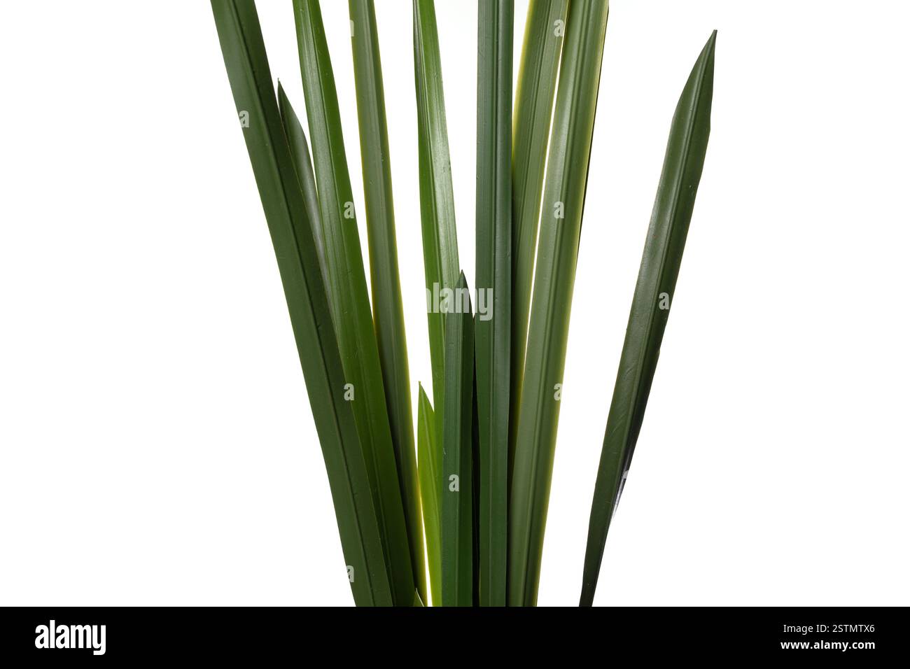 Silicone and latex artificial plants showcasing realistic green foliage ...