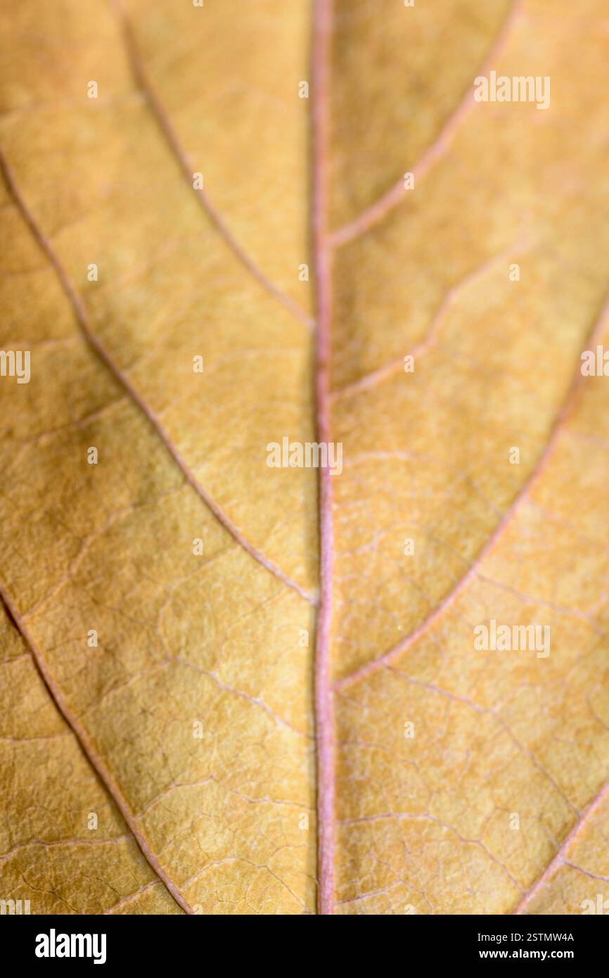 Background detail of a light yellow vertical leaf in autumn Stock Photo ...