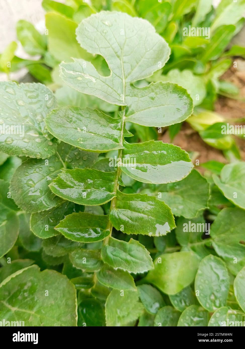leaf of radish looks amazing Stock Photo - Alamy