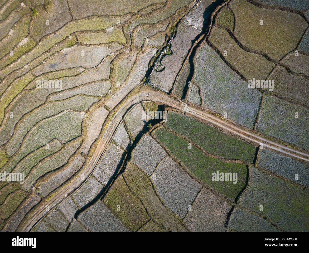 Bird eye shot plantation field hi-res stock photography and images - Alamy