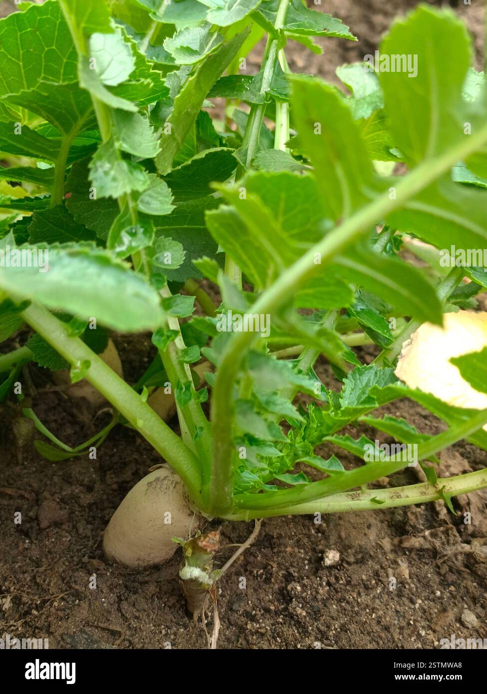leaf of radish looks amazing Stock Photo - Alamy