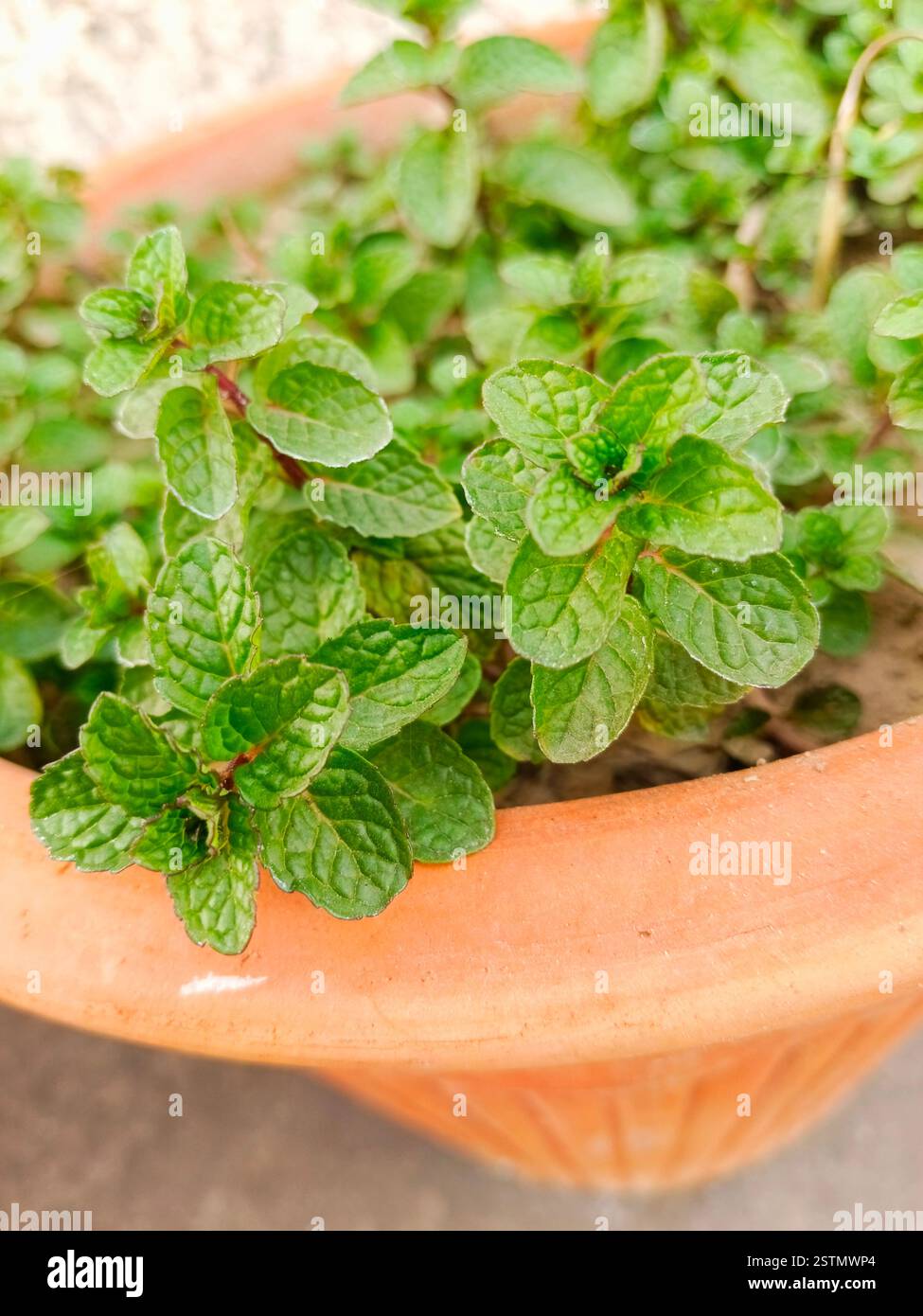 A mint plant in a pot is a fragrant, fast-growing herb that thrives in ...
