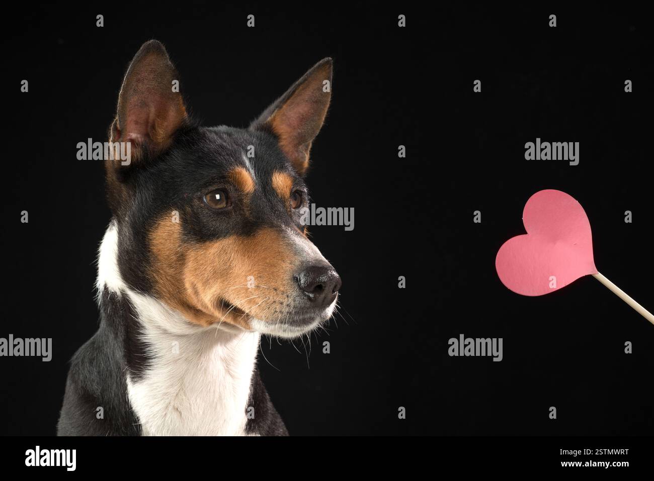 The concept of Valentines Day. Funny portrait of cute basenji dog with ...