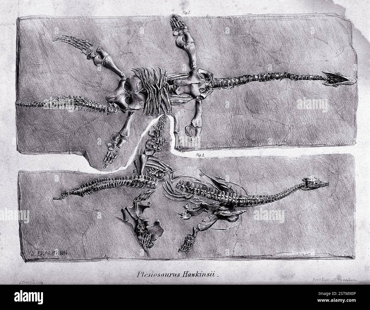 Fossilised sauropods hi-res stock photography and images - Alamy