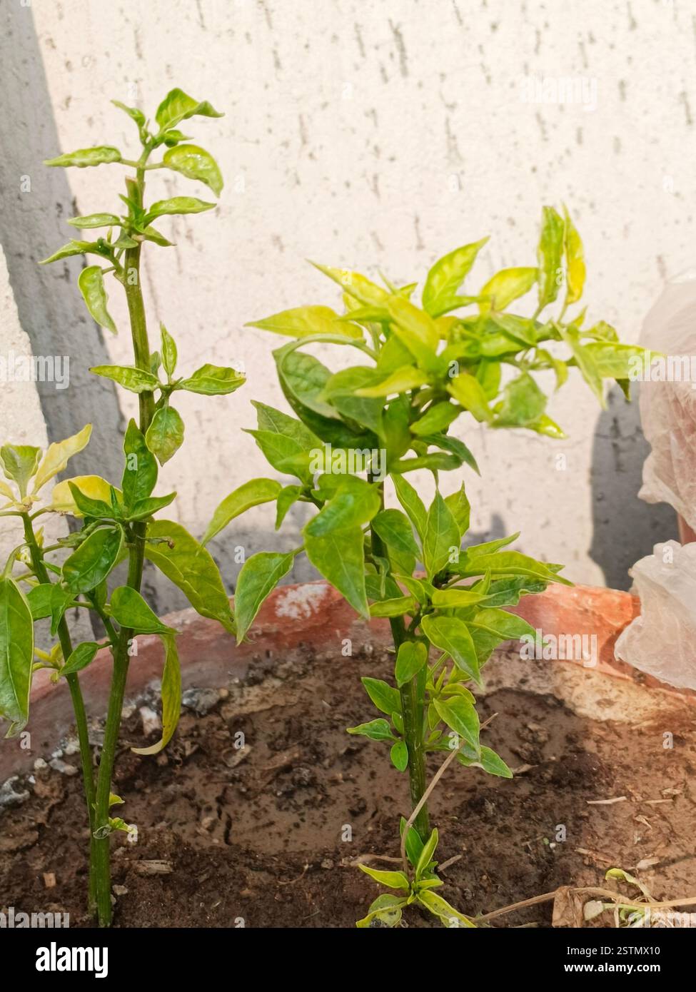 Pakistan farm garden hi-res stock photography and images - Alamy