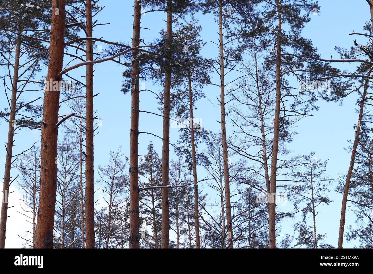 Tree trunks in the forest in winter, pine forest. Photo of trees for ...