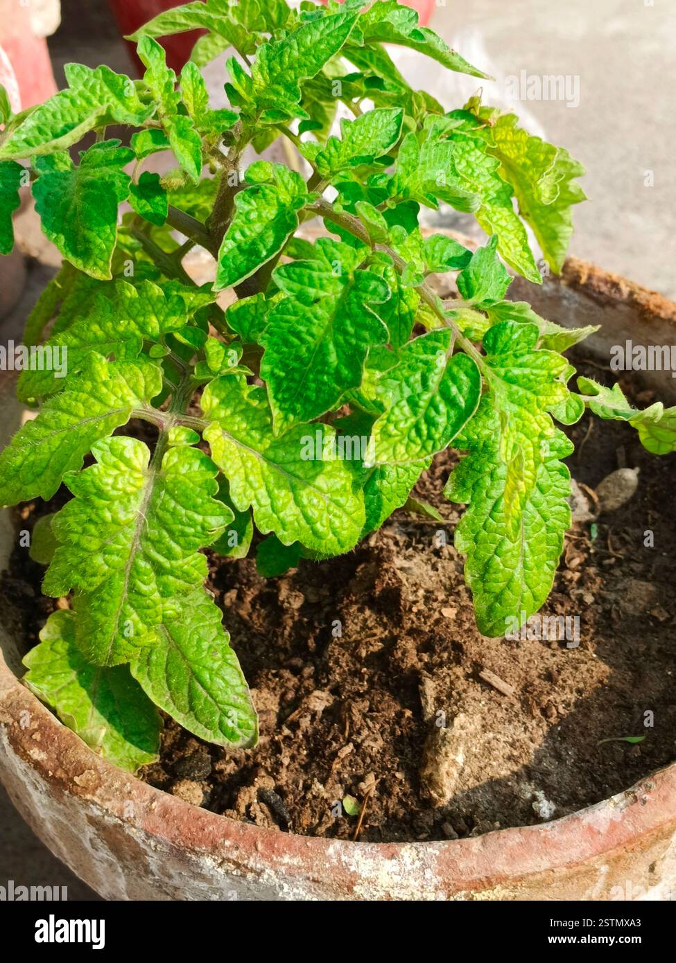 fresh plant of tomato in a homegarden pot Stock Photo - Alamy