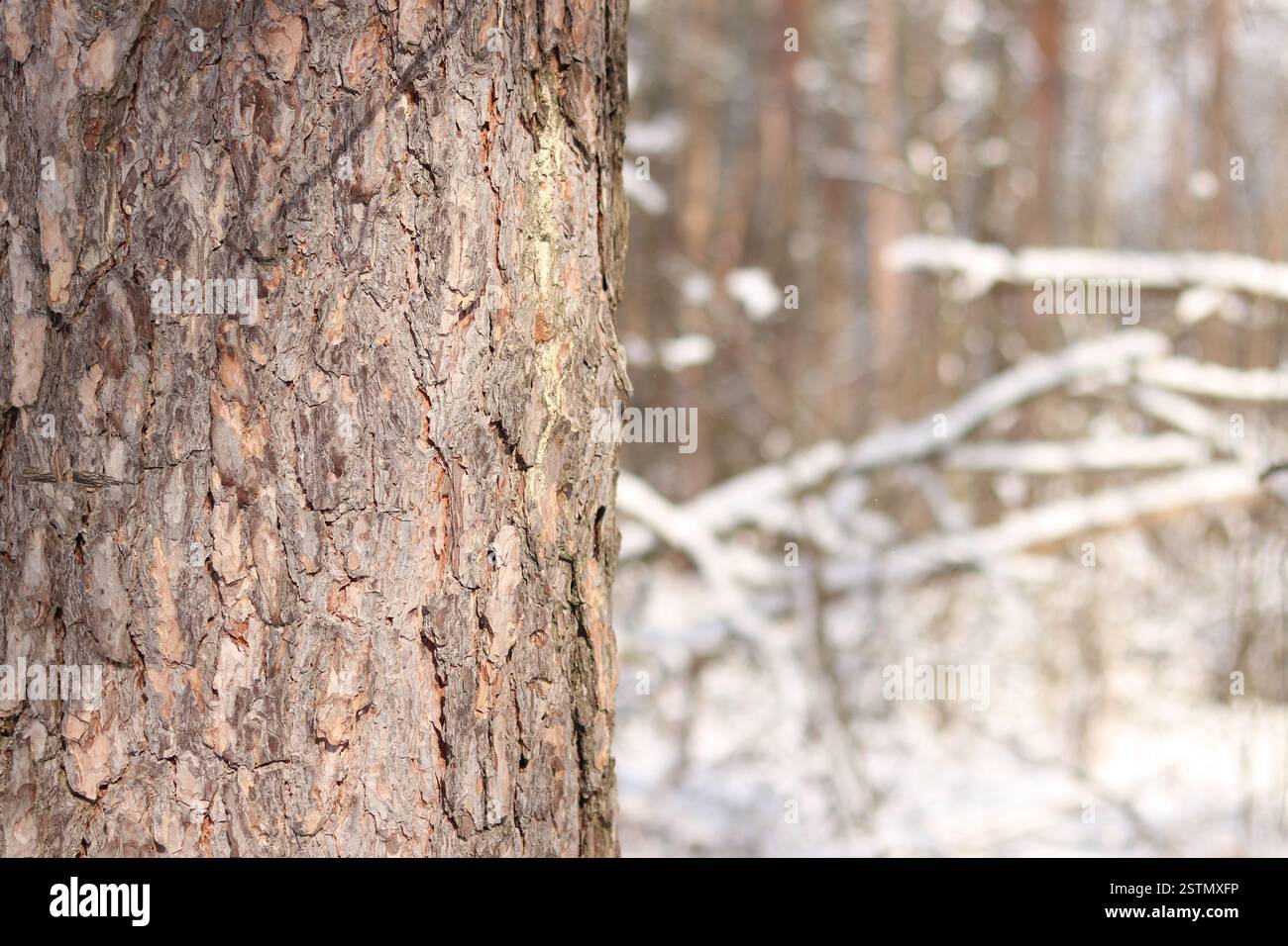 Pine tree, bark close-up. Close-up of pine tree bark in the forest in ...
