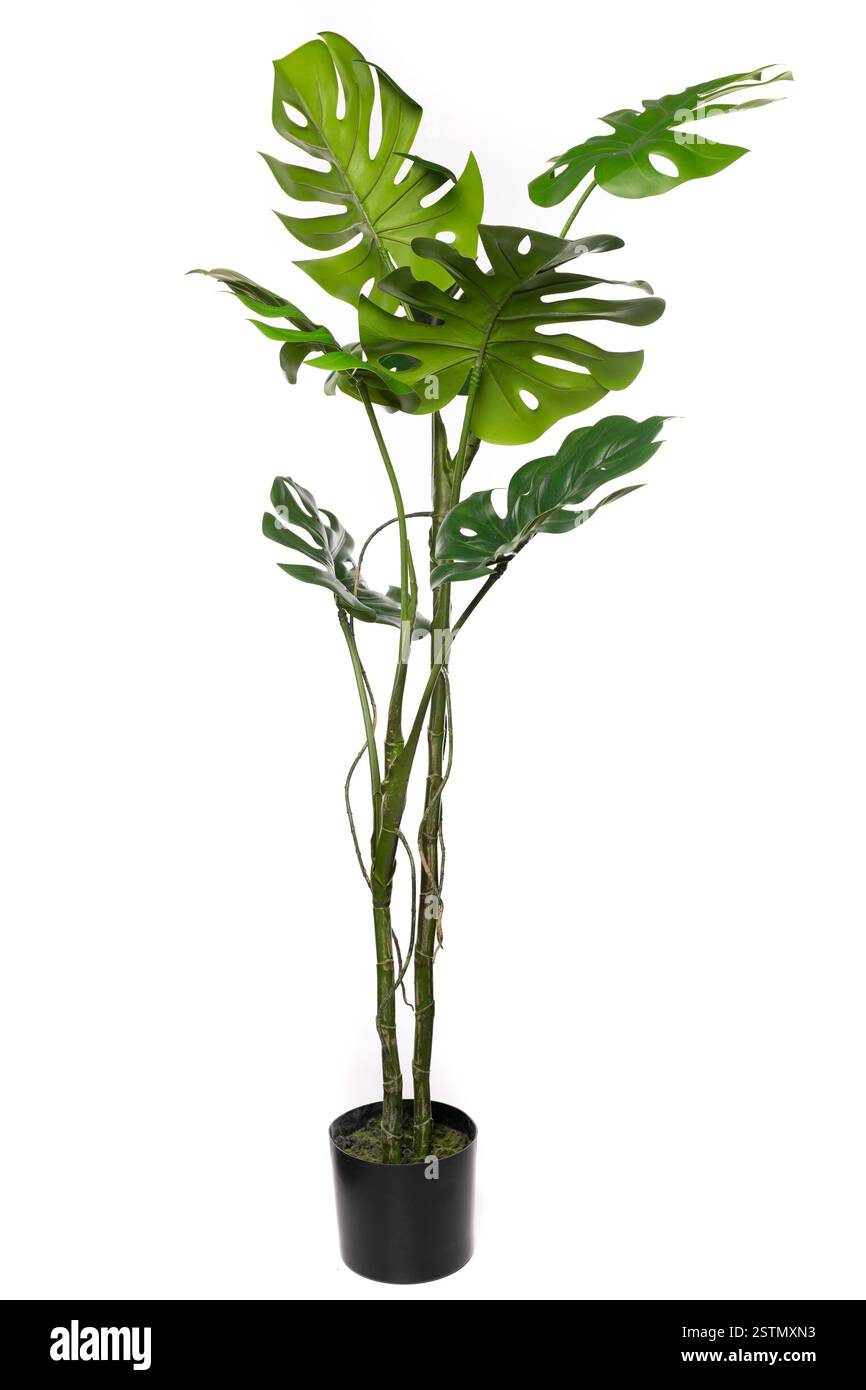 Lifelike artificial plants made of silicone and latex enhance home ...