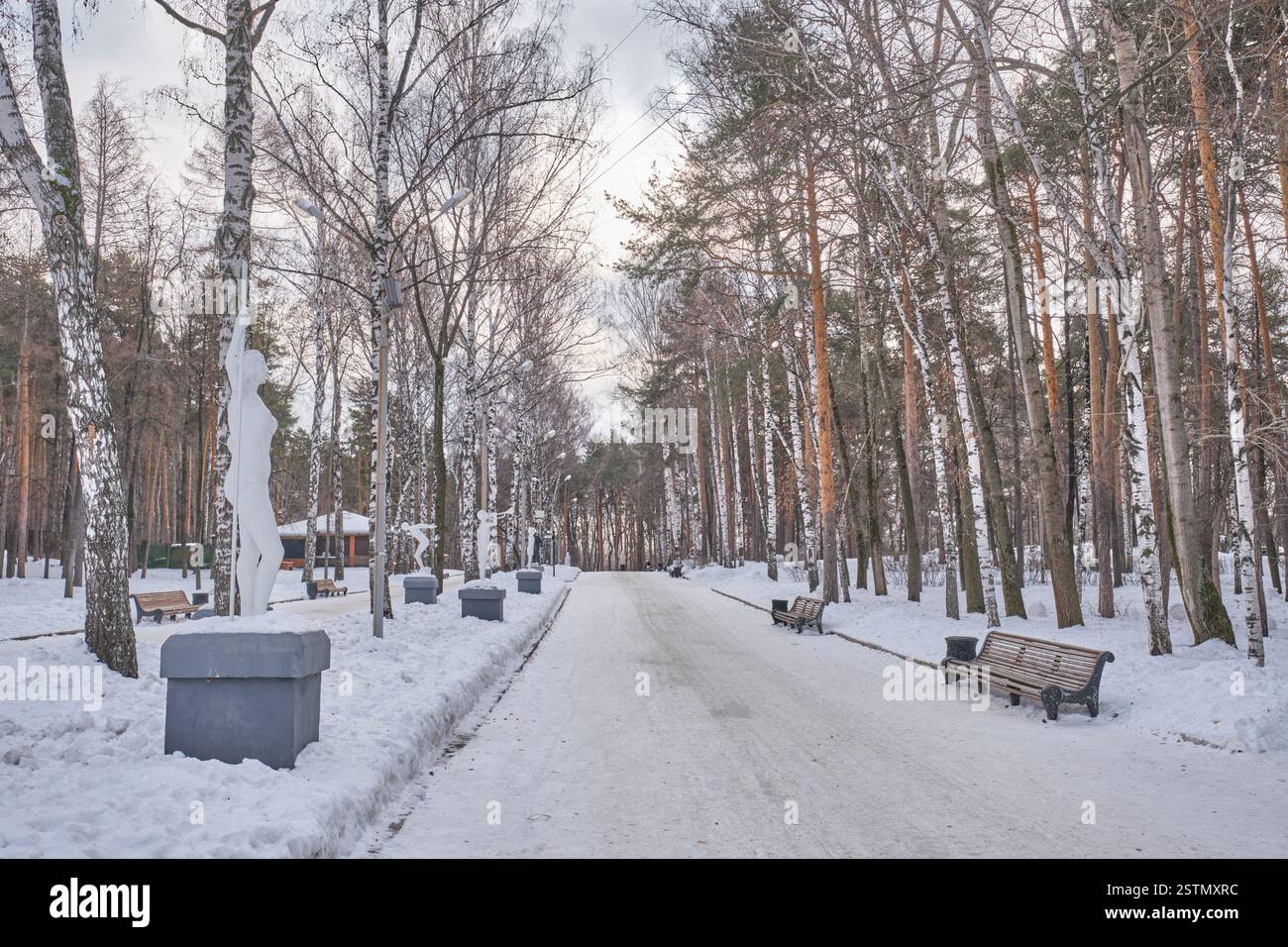 Snowy alley in Mayakovsky Park surrounded white birch trees and pine ...
