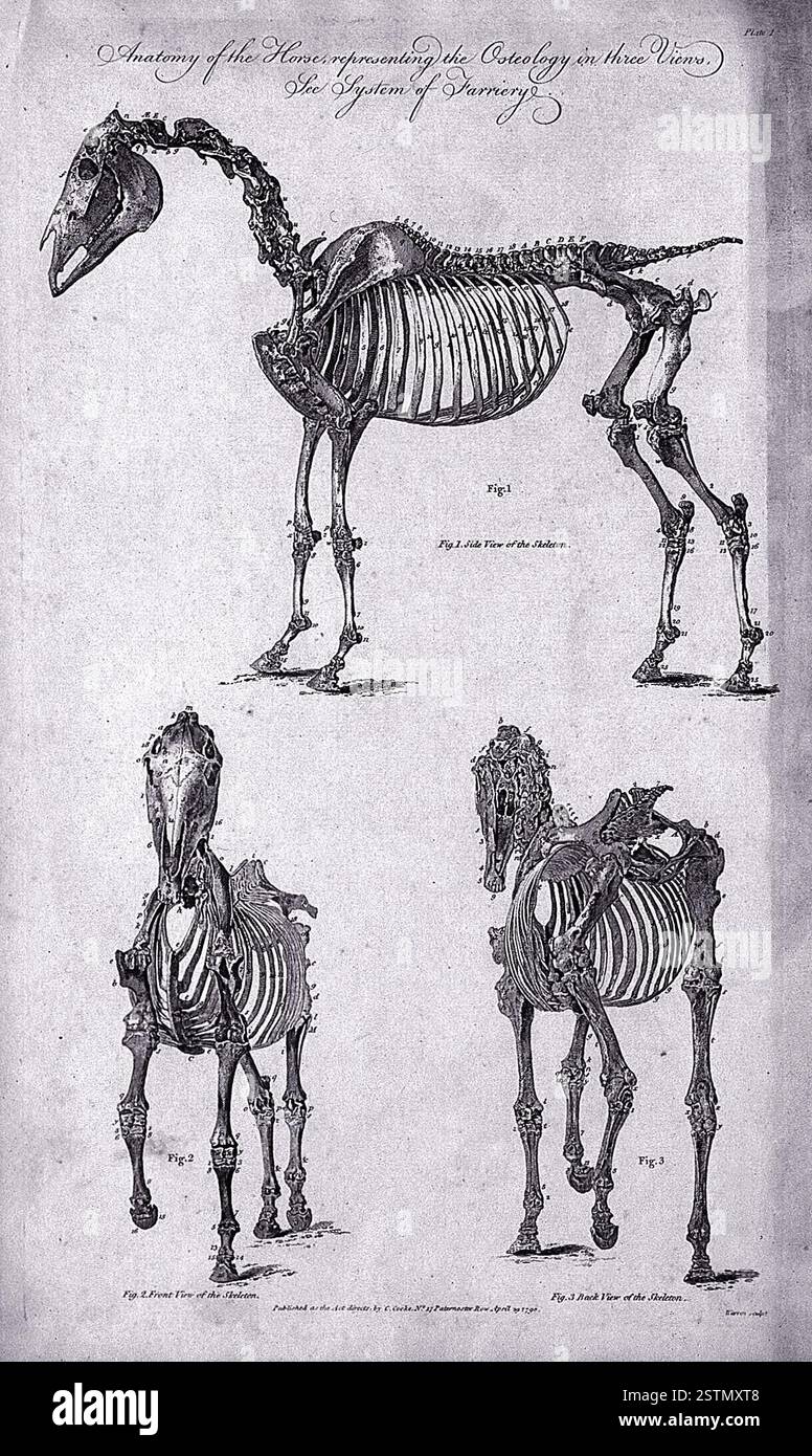 Skeleton of a horse: three views. Line engraving, by C. Warren, 1790 ...