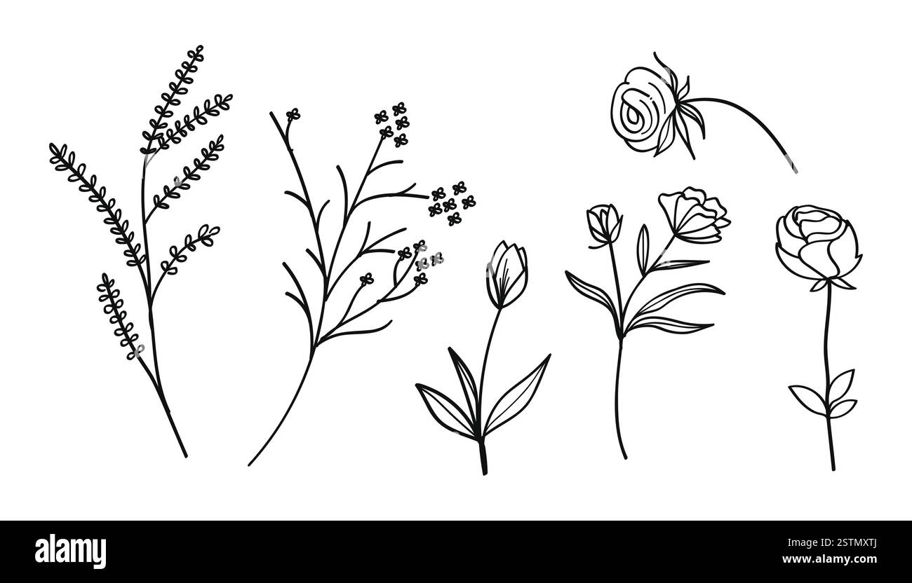A collection of hand-drawing botanical line art featuring flowers ...