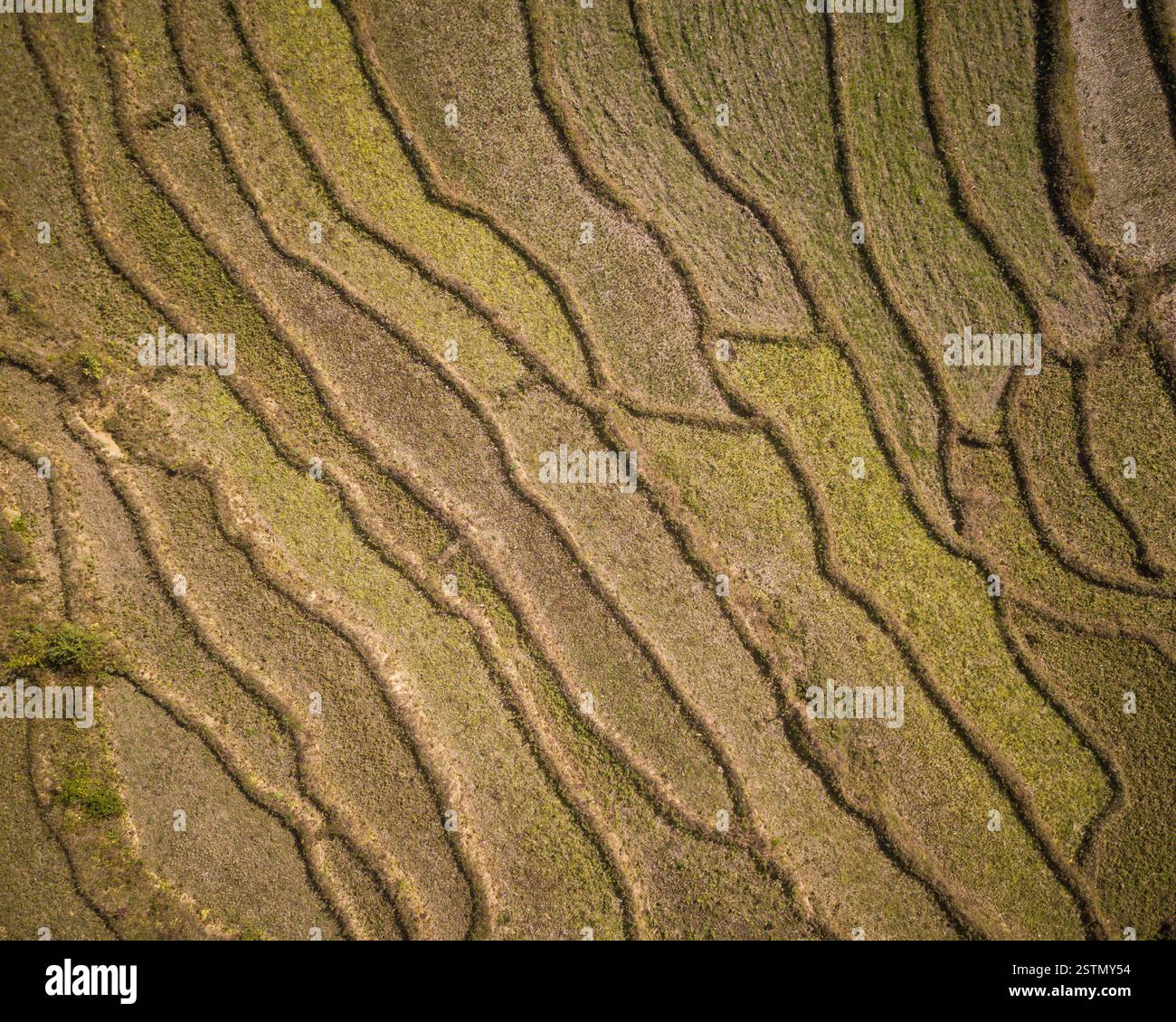 Aerial view of paddy fields Stock Photo - Alamy
