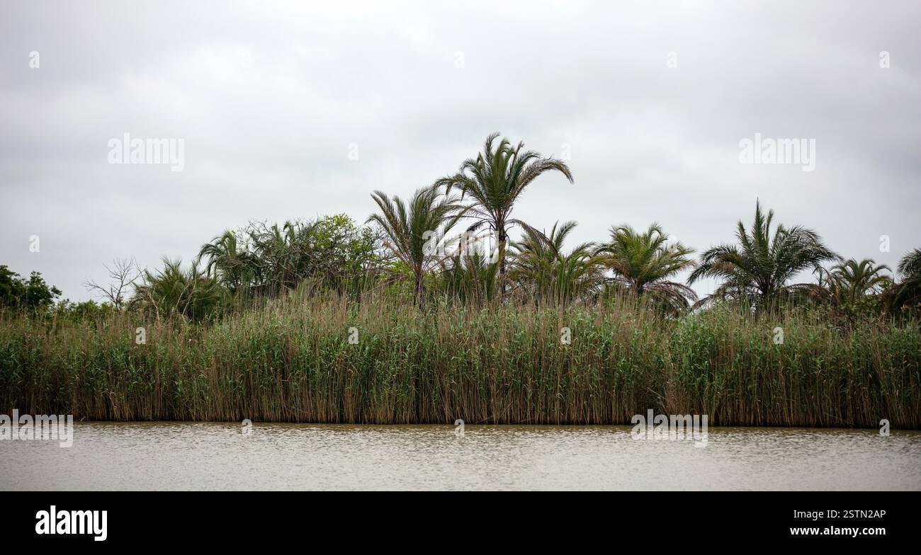 Wetland in South Africa. iSimangaliso park in Santa Lucia Estuary,Tall ...