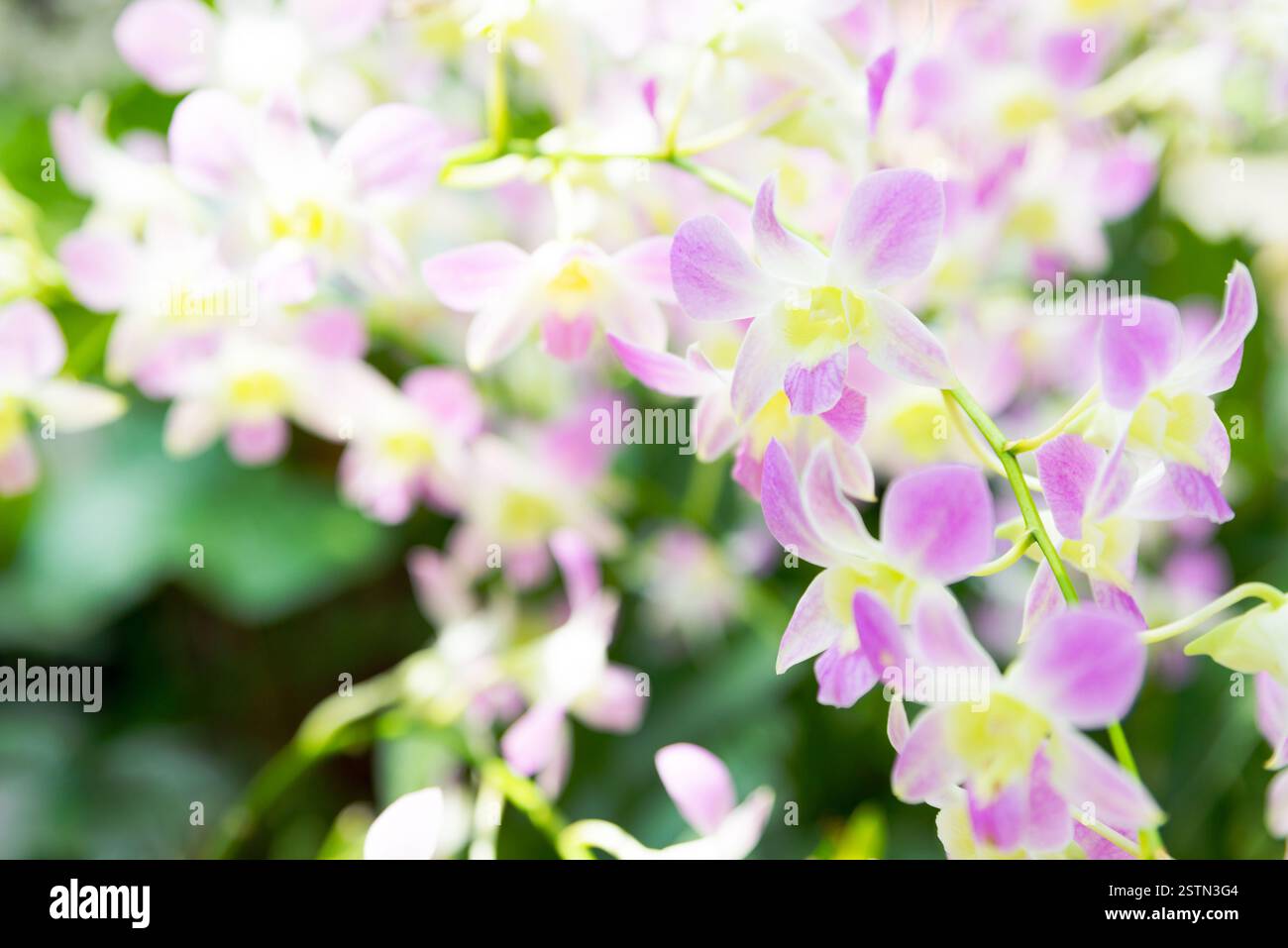 Beautiful orchid flowers hi-res stock photography and images - Alamy