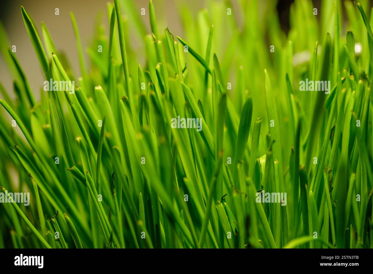 Clloseup of green homegrown grass on window sill Stock Photo - Alamy