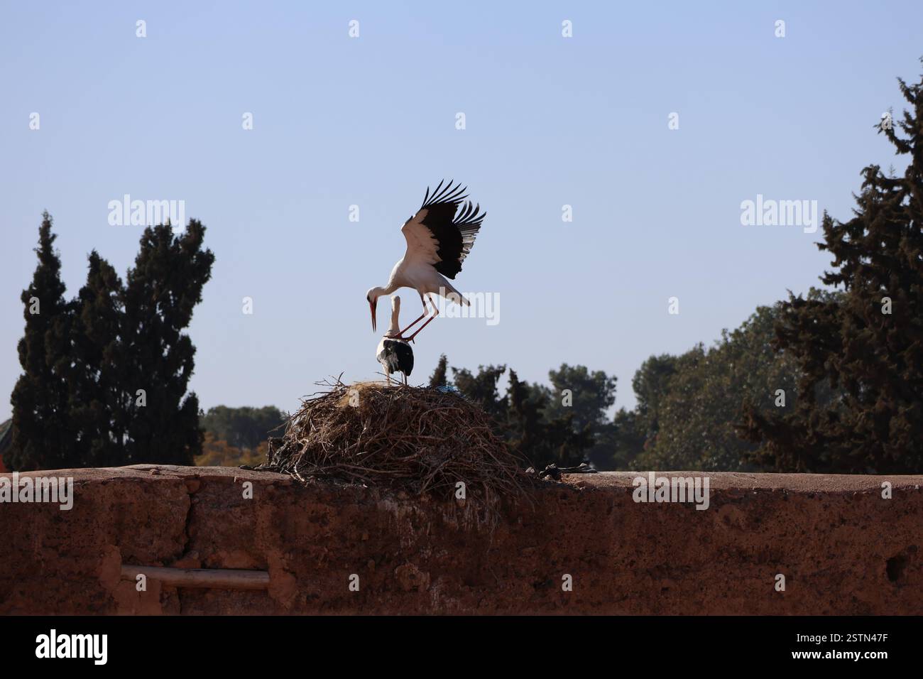 Storks build nest hi-res stock photography and images - Alamy
