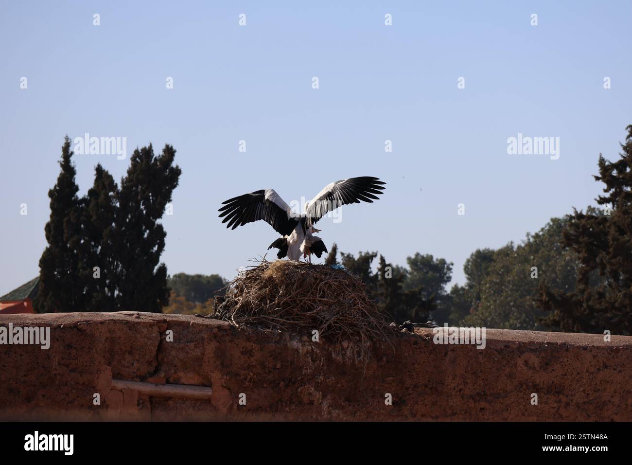 White storks nest north hi-res stock photography and images - Alamy
