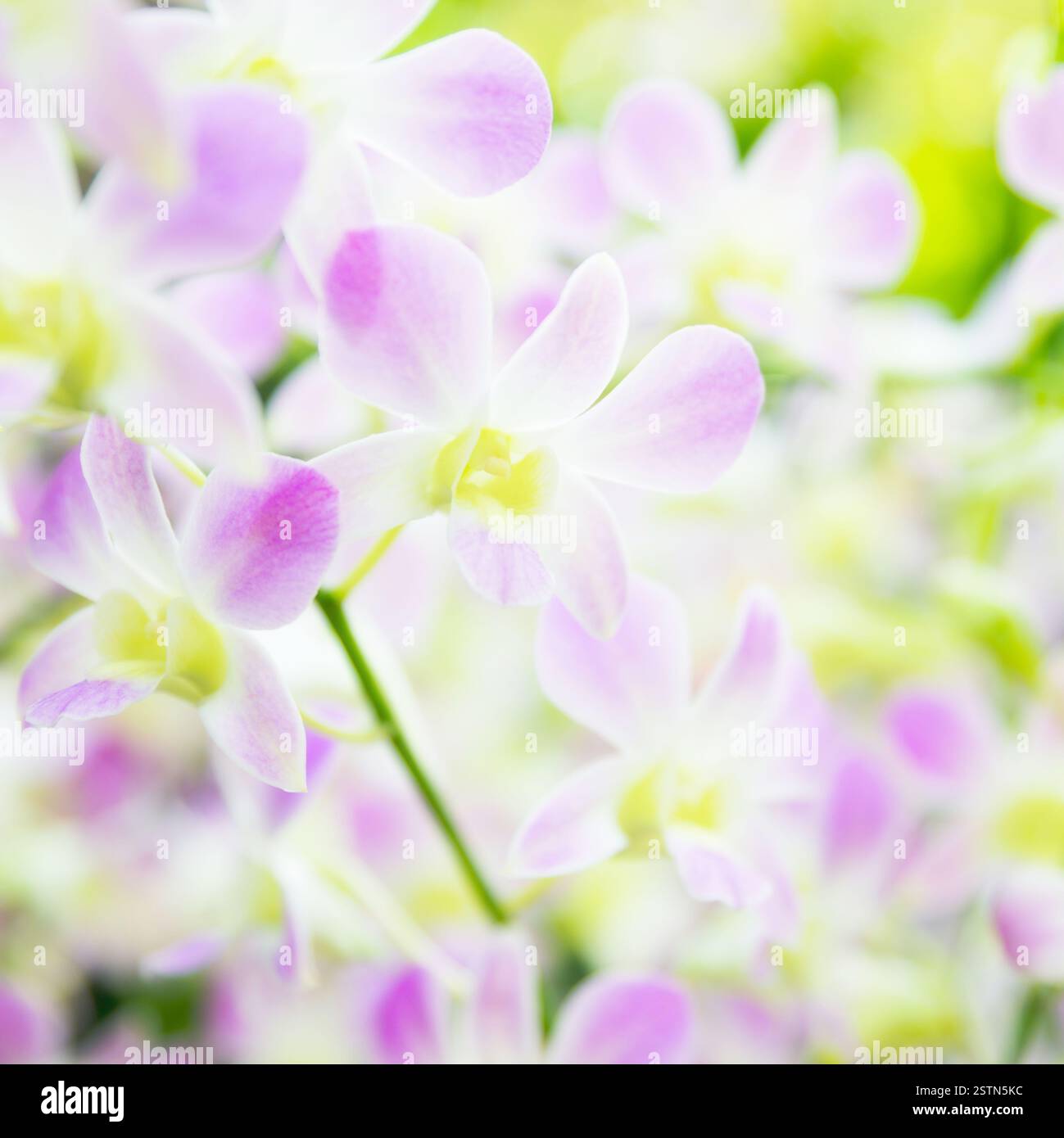 Beautiful orchid flowers hi-res stock photography and images - Alamy