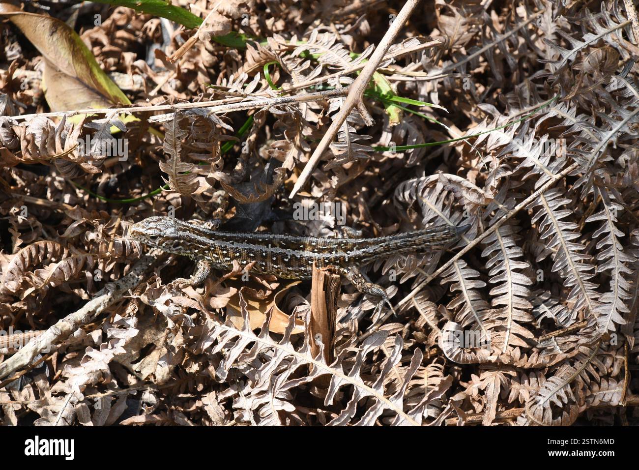 Zootoca viviara hi-res stock photography and images - Alamy