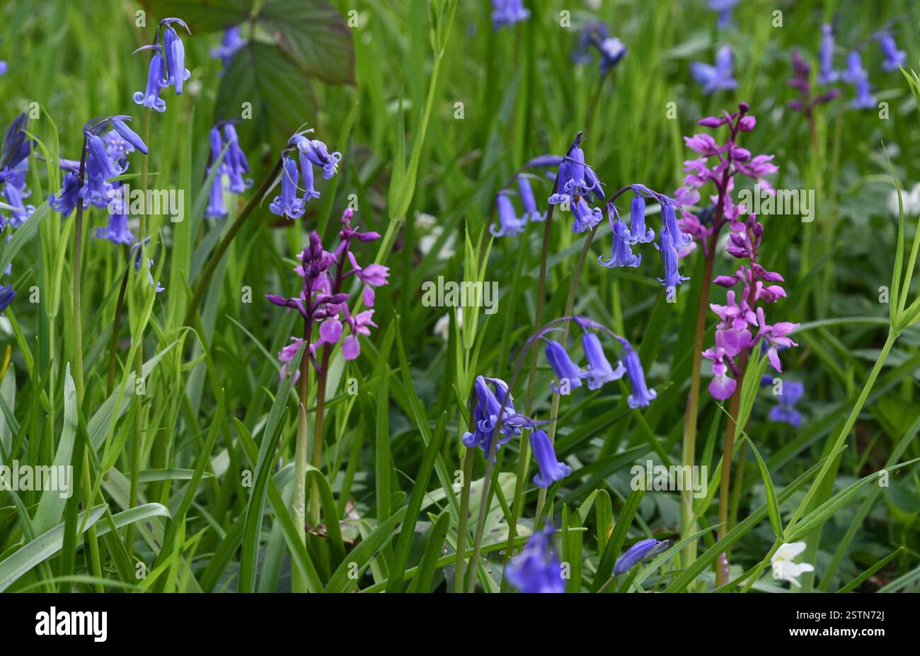 English bluebells," Hyacinthoides non-scripta",also named common ...