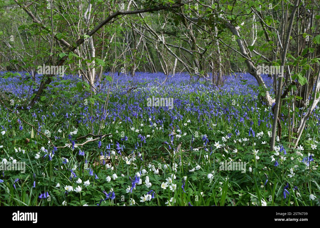 English bluebells," Hyacinthoides non-scripta",also named common ...