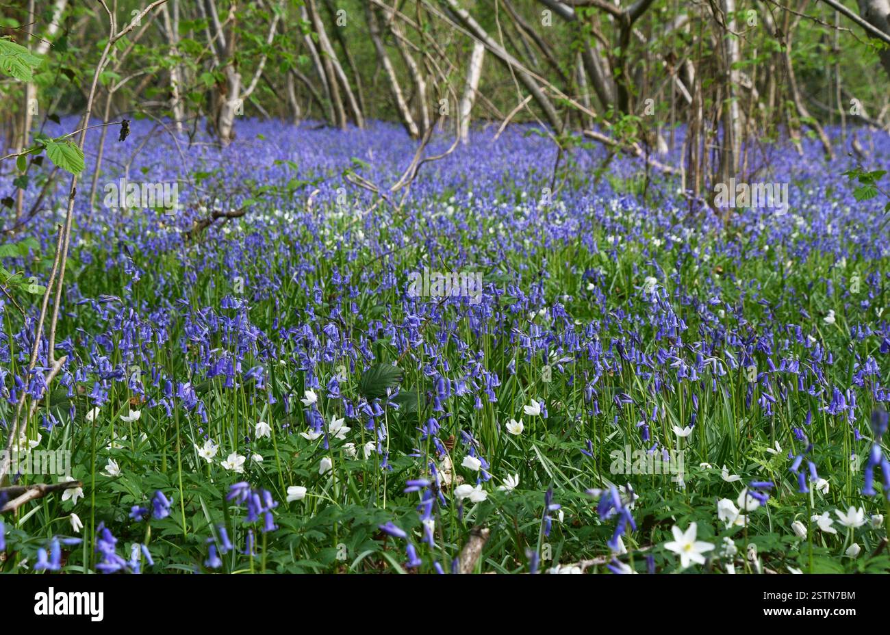 English bluebells," Hyacinthoides non-scripta",also named common ...