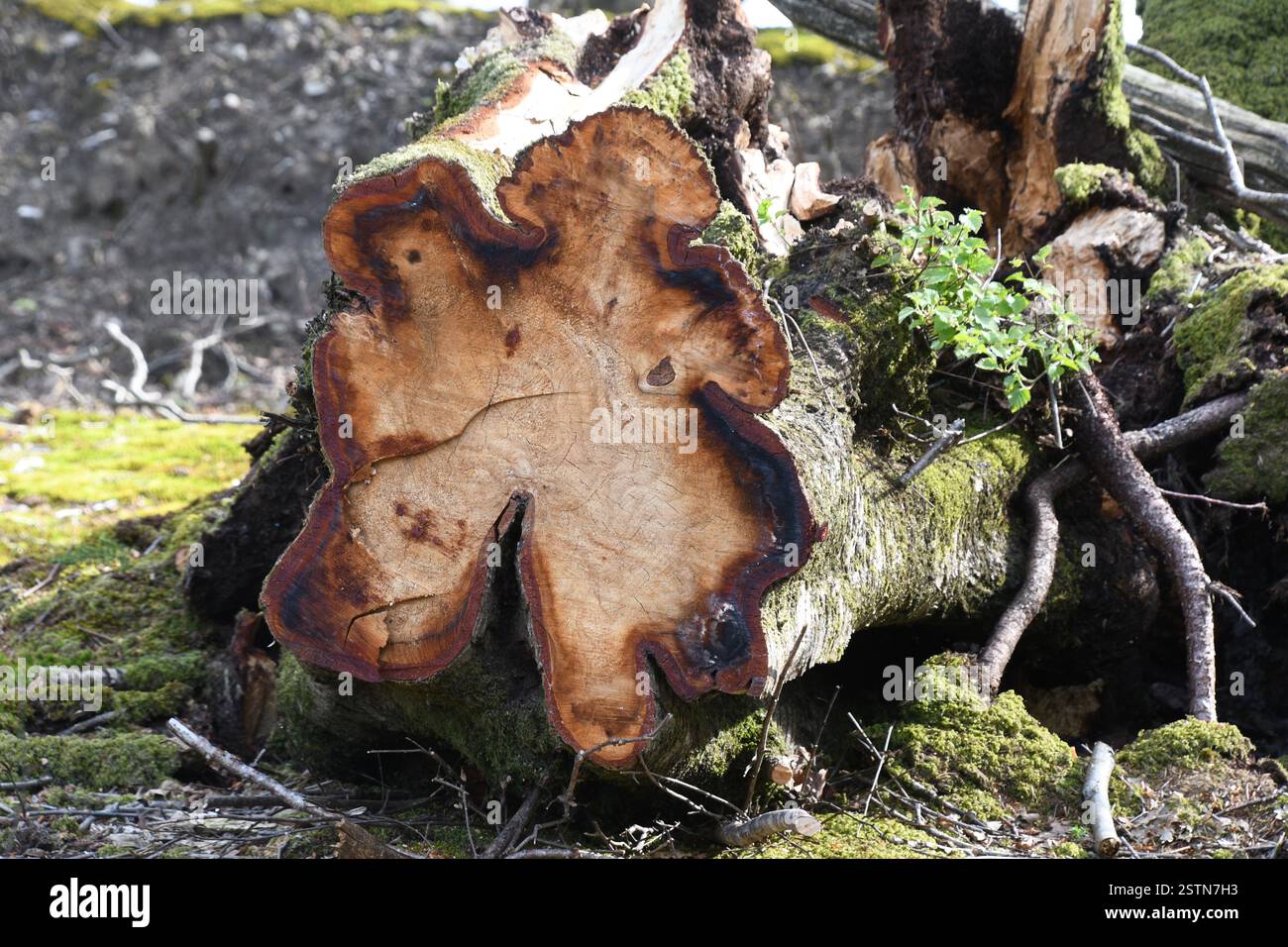 Interesting shapes and colours in a section through the trunk of a ...