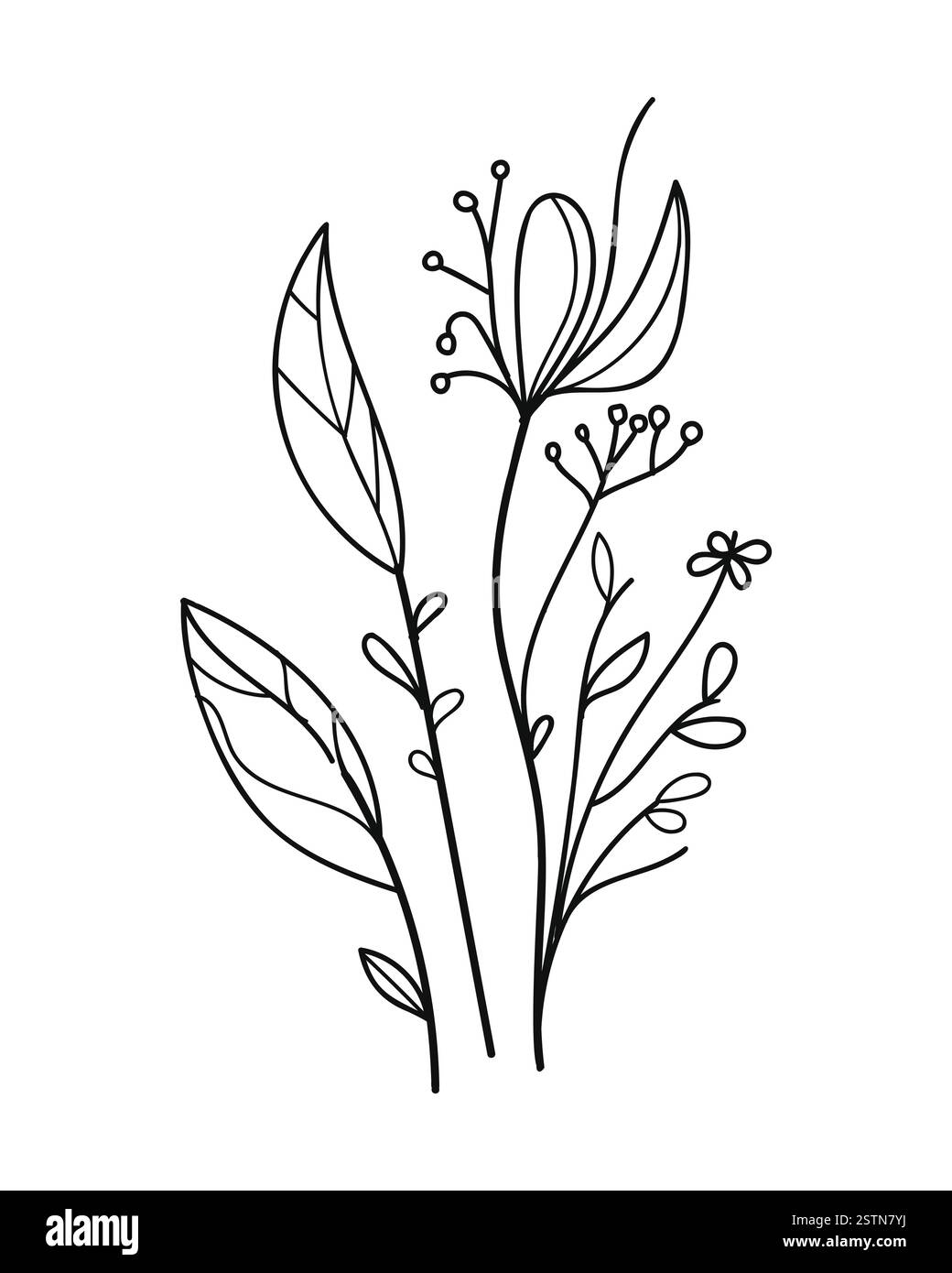 Hand-Drawing Twigs with Leaves in a Botanical Style.Vector illustration ...