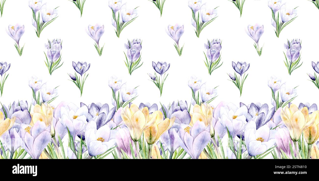 A seamless border of spring flowers. Hyacinths, crocuses and mimosa are ...