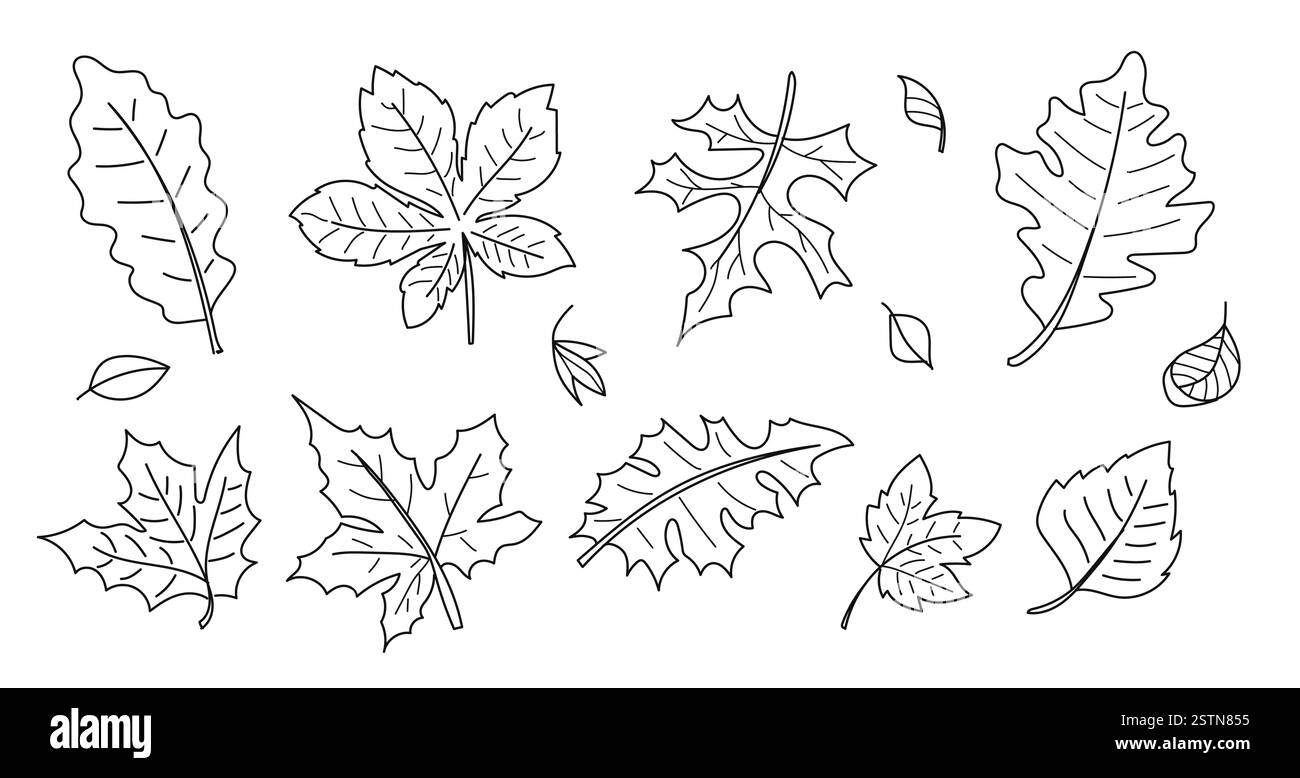 Hand-drawn autumn leaves illustration in a minimalist style. Perfect ...