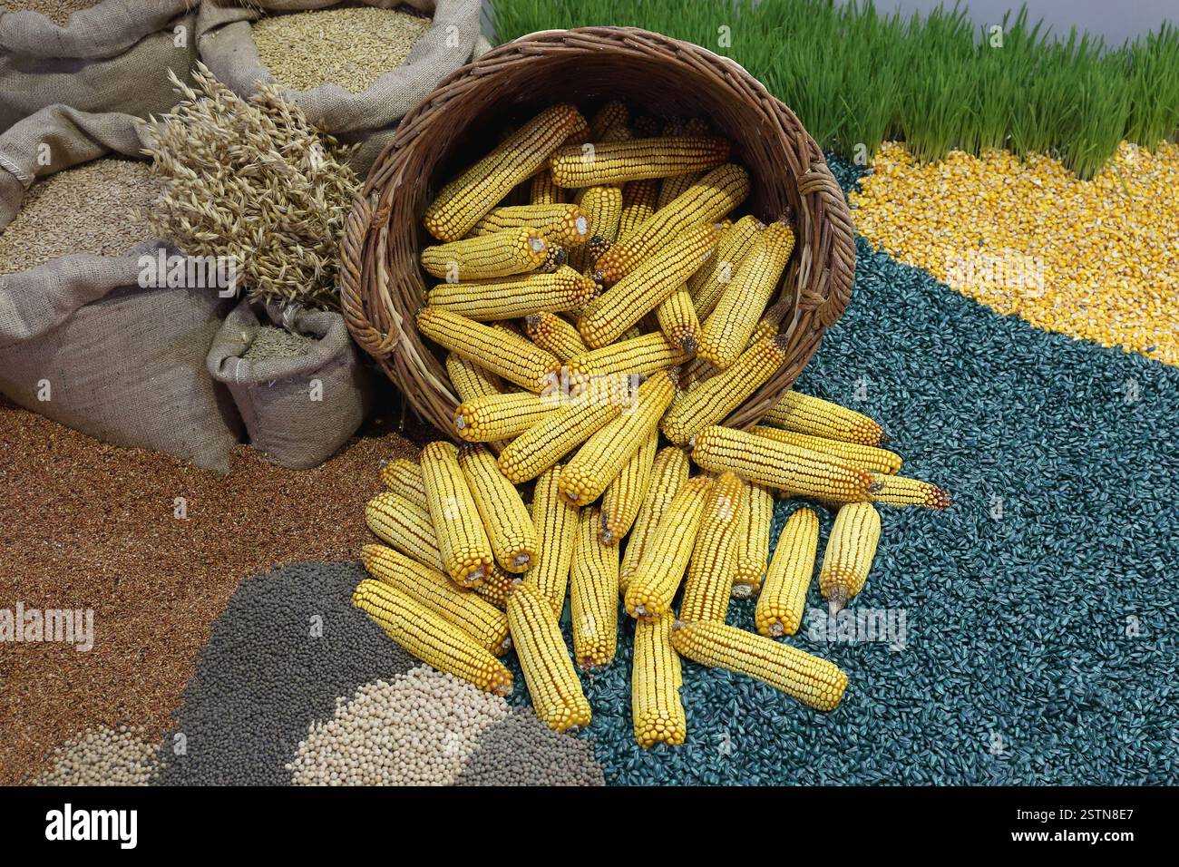 Big bunch of maize corn ears hi-res stock photography and images - Alamy
