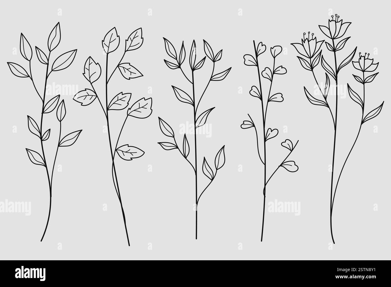 Hand-Drawing Twigs with Leaves in a Botanical collection.Vector ...