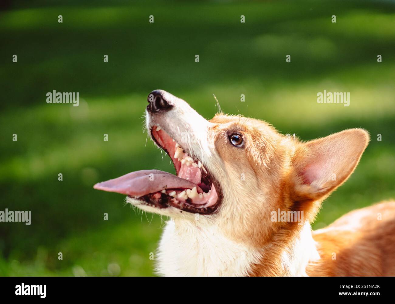 Playful active dog purebred hi-res stock photography and images - Alamy