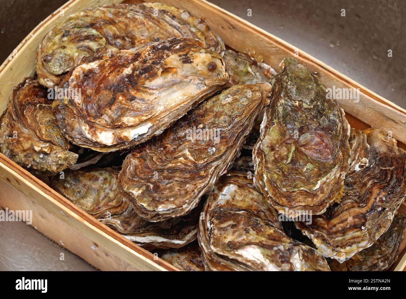 Oysters in Box Stock Photo - Alamy