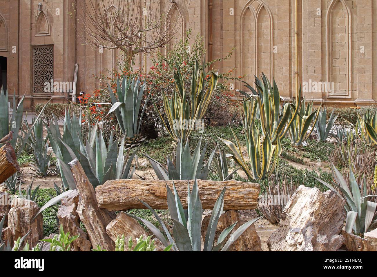 Cactus Garden at Citadel in Cairo Egypt Stock Photo - Alamy