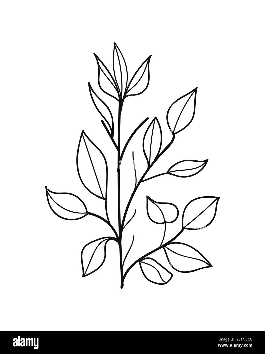 Hand-Drawing Twigs with Leaves in a Botanical Style.Vector illustration ...