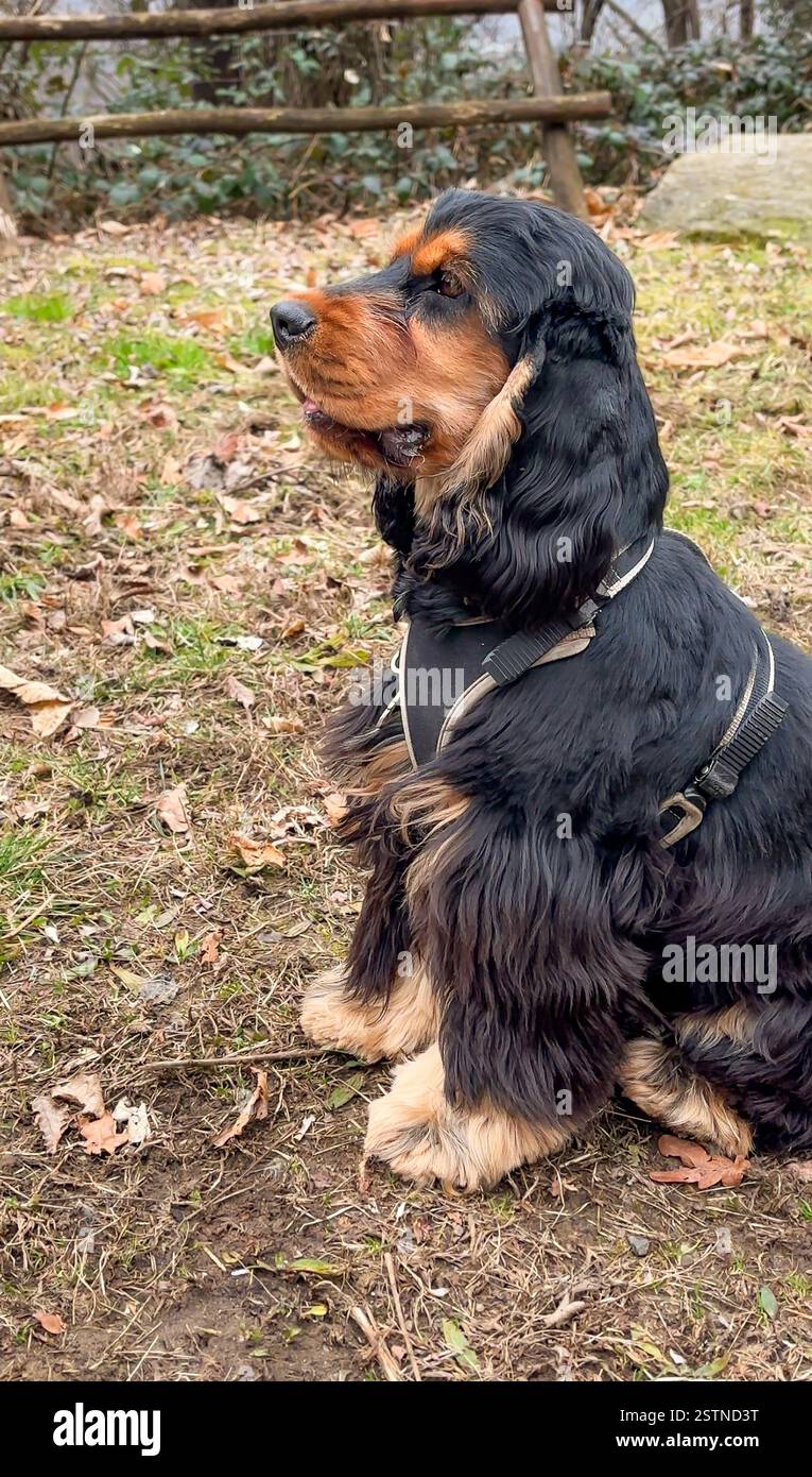 A portrait of an English Cocker Spaniel puppy, with black and brown ...
