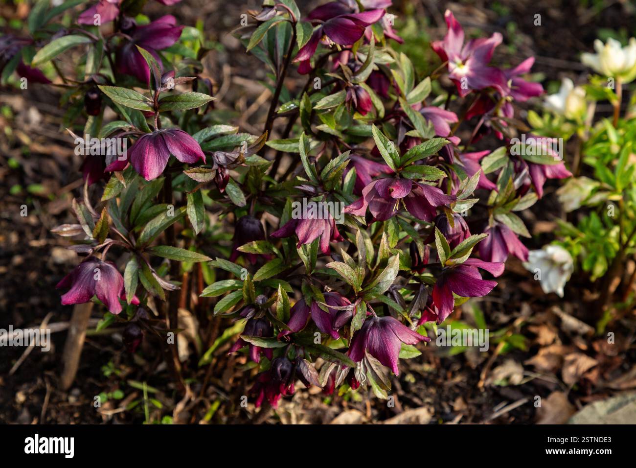Deep pink flowering hellebore (helleborus x hybrid hello red, lenten ...
