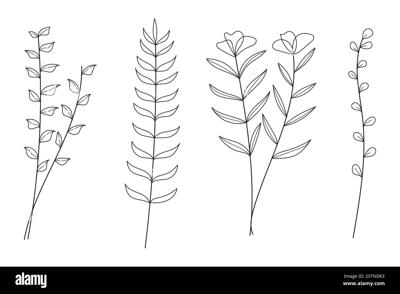 Twigs with leaves hand- drawing botanical collection.Vector ...