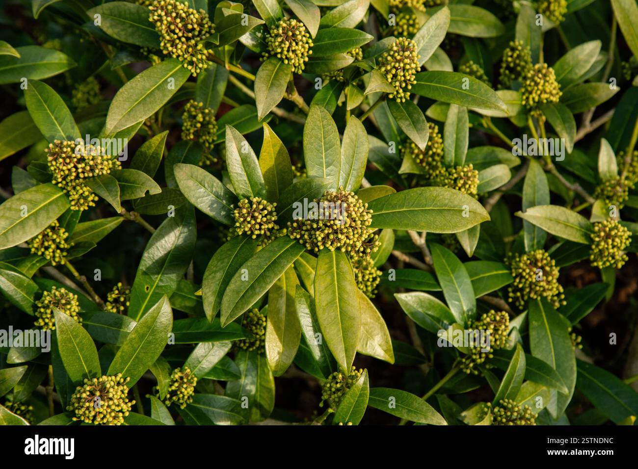 Skimmia × confusa 'Kew Green' Stock Photo - Alamy