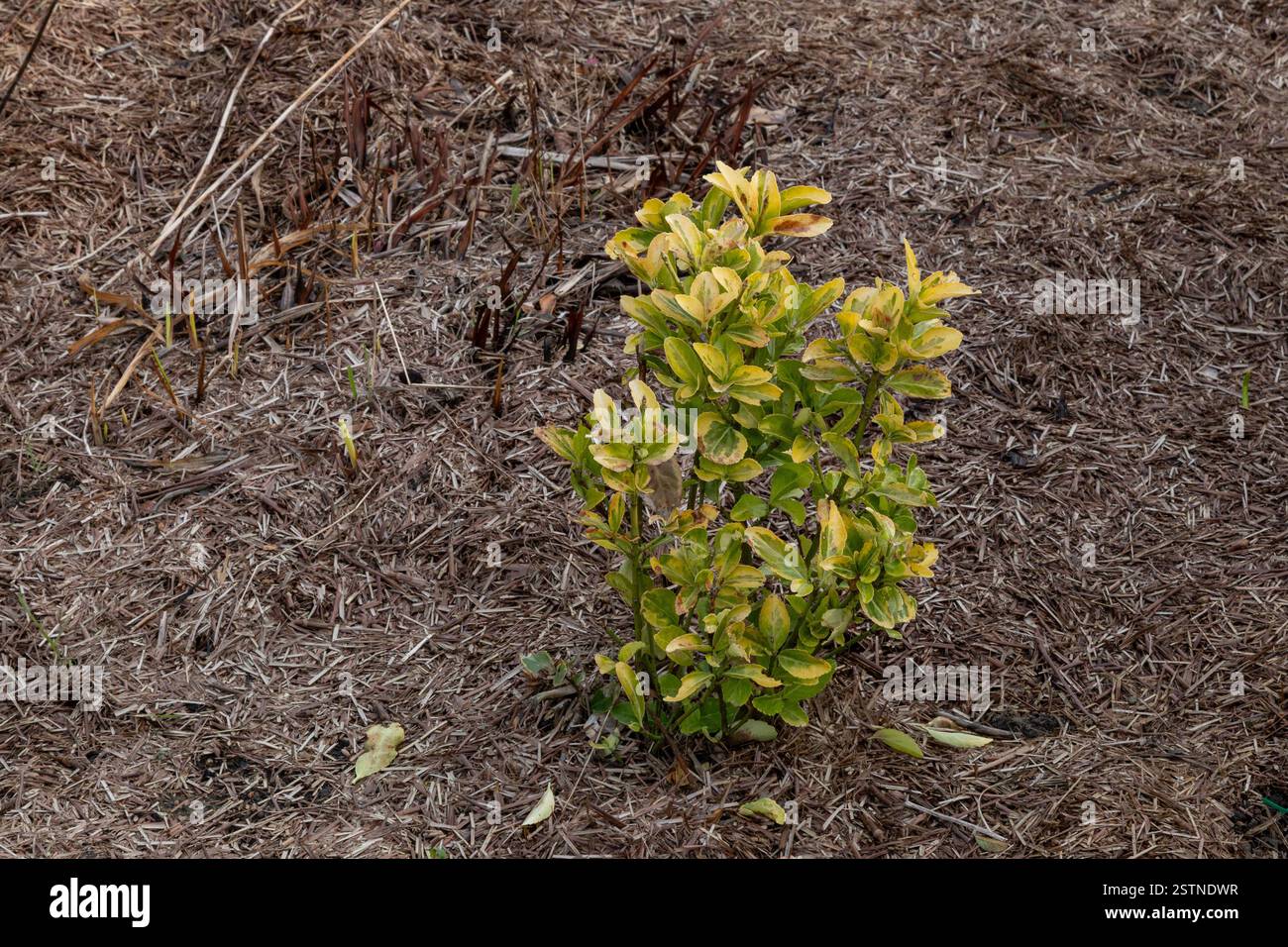 Euonymus japonicus (evergreen spindle, Japanese Spindle tree) in winter ...