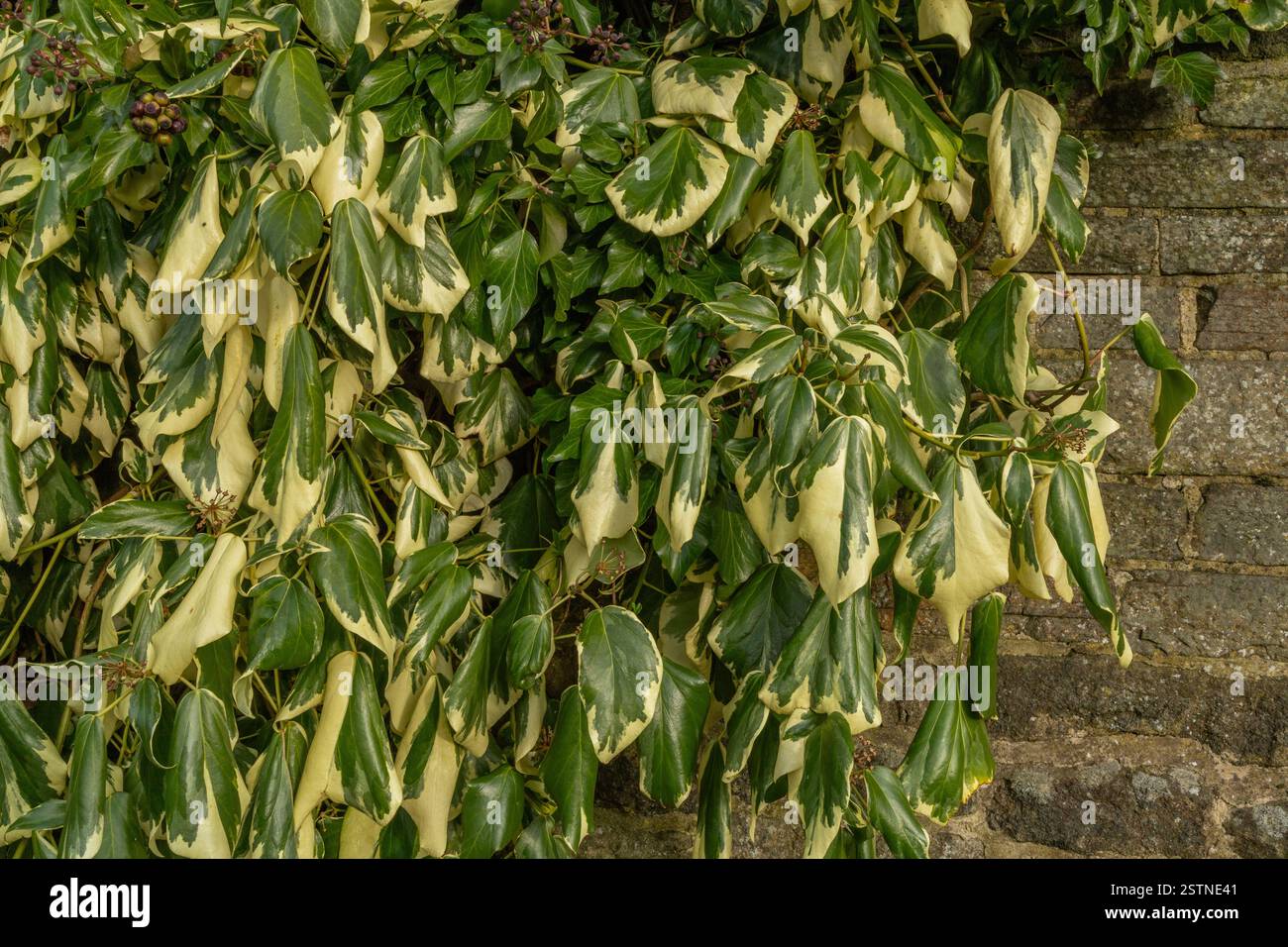 Variegated Ivy (hedera colchica dentata variegata) growing up a wall ...