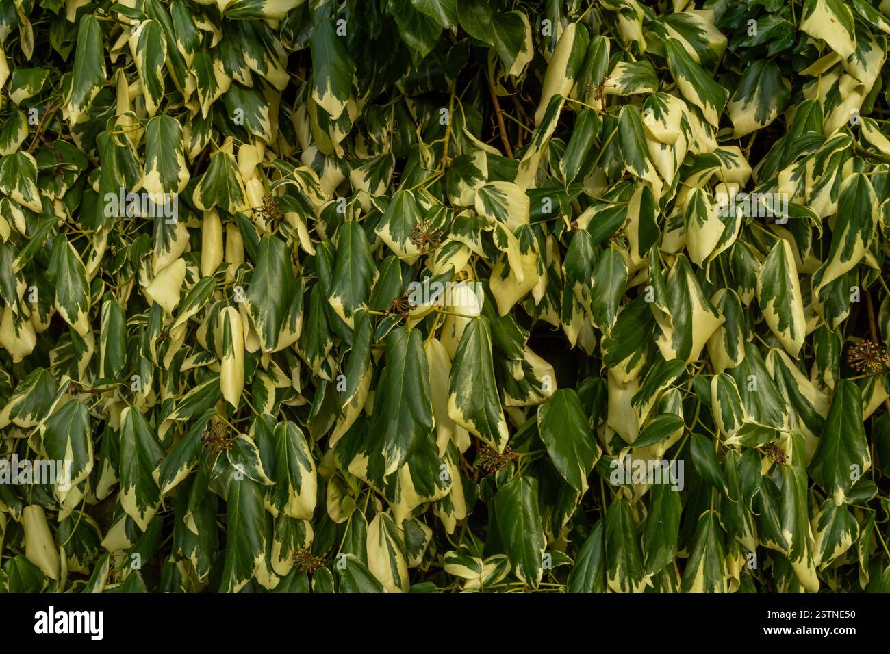Variegated Ivy (hedera colchica dentata variegata) growing up a wall ...