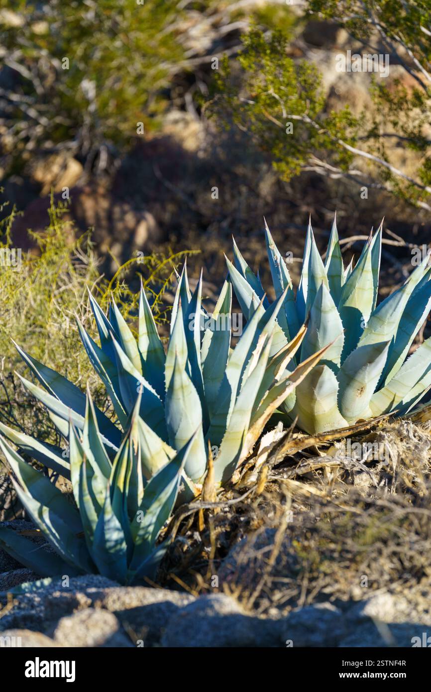 Desert Agave grouping in sunlight (Agave deserti Stock Photo - Alamy