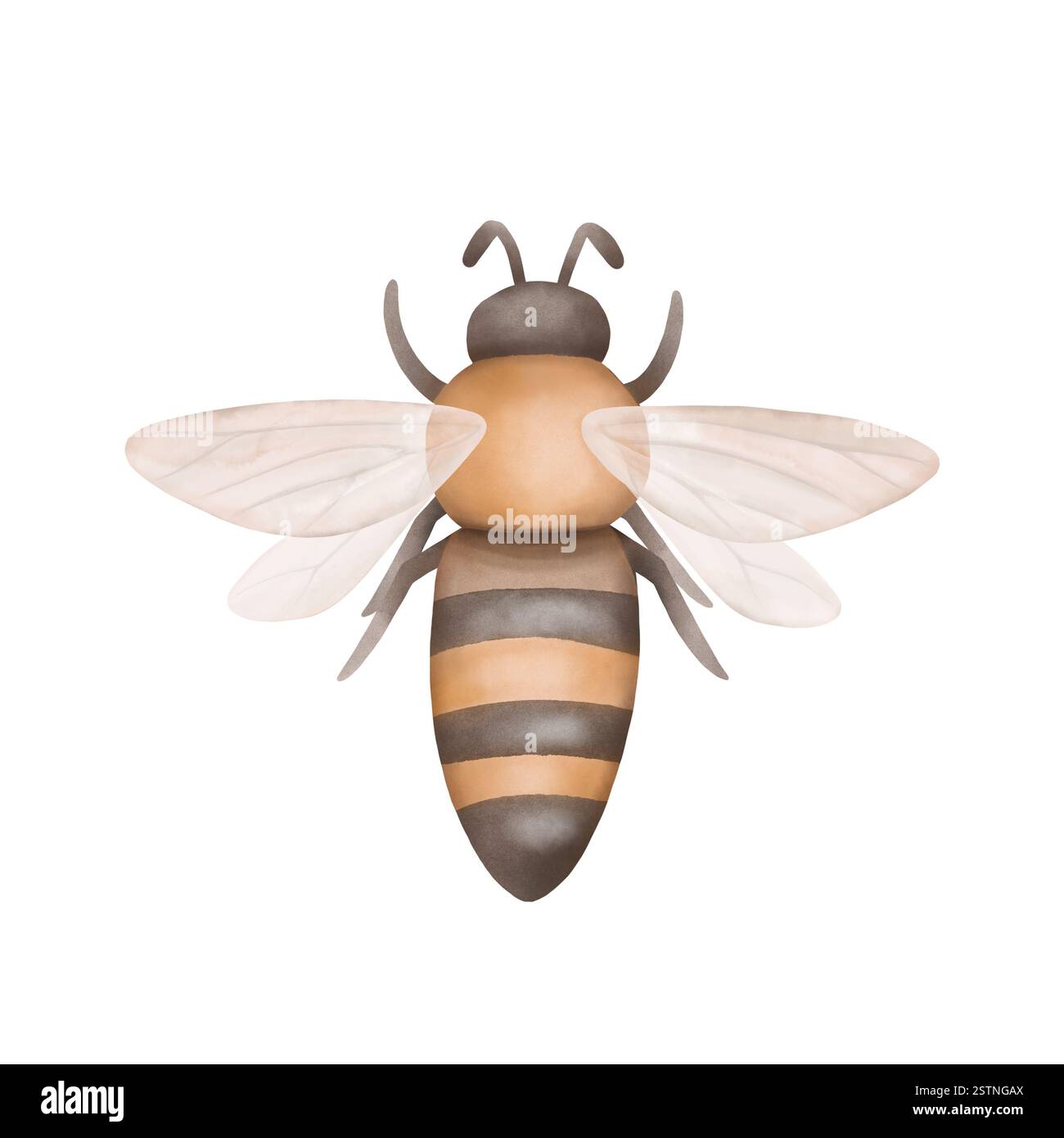 Bee flying, top view. Garden insect illustration isolated on white ...