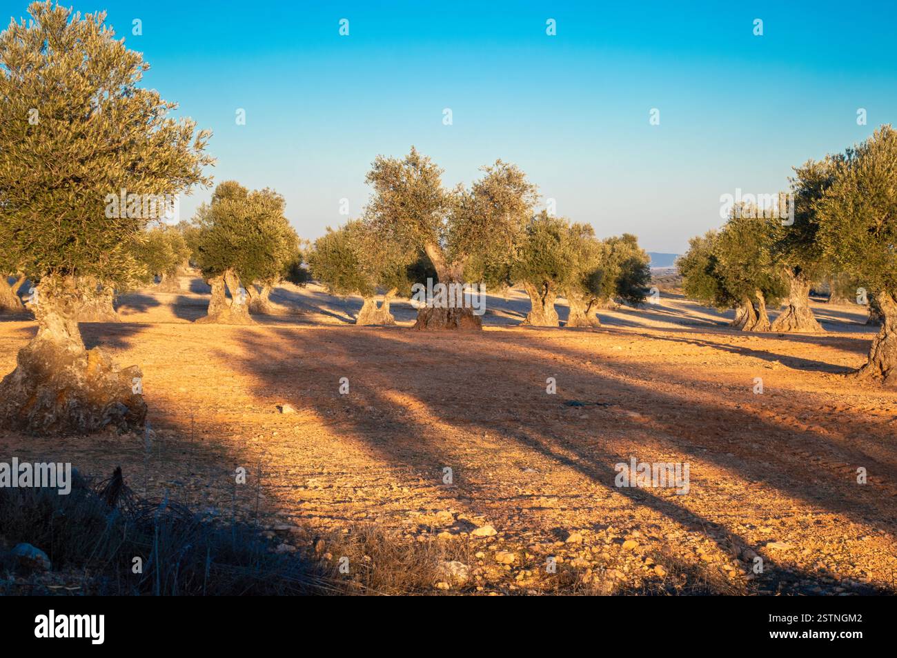 Spanish olive grove landscape with centennial olive trees at sunset ...