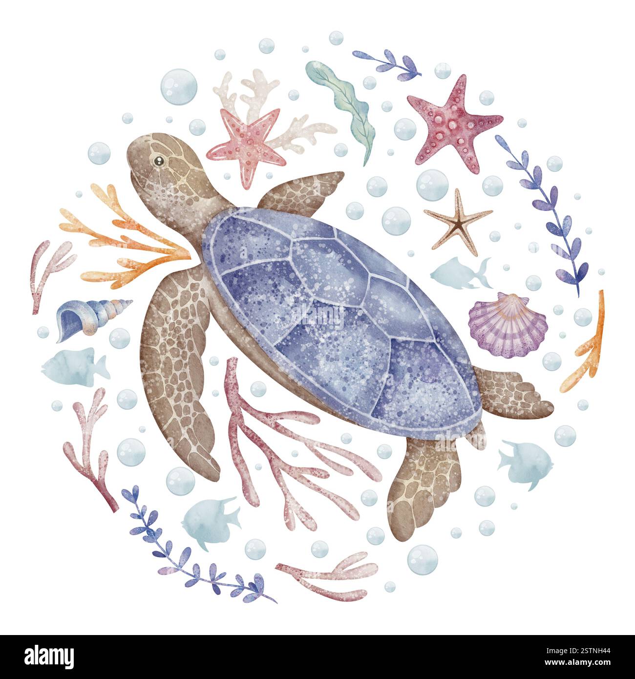 Shells drawing hi-res stock photography and images - Alamy