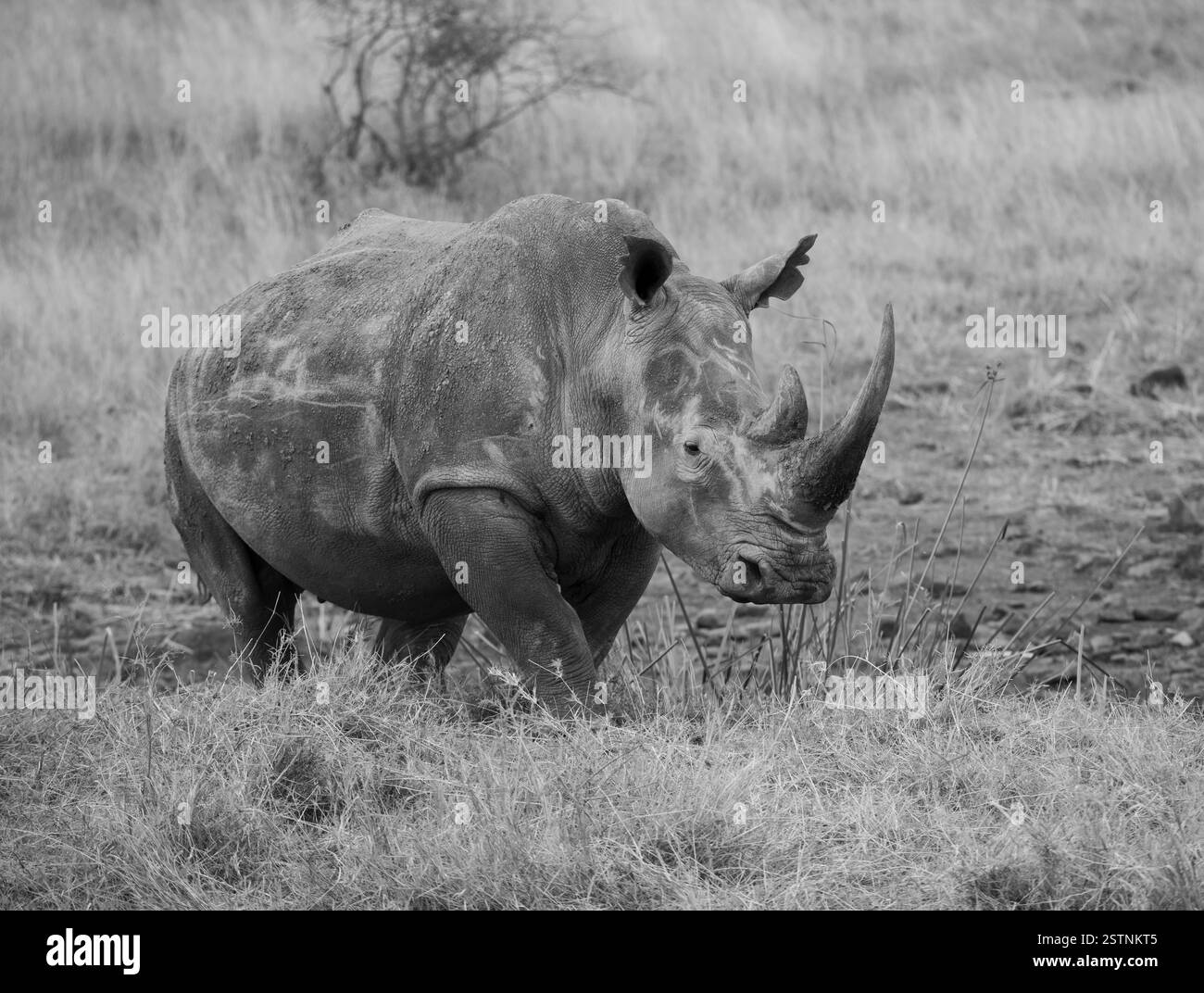 Big 5 Black and White Stock Photos & Images - Alamy