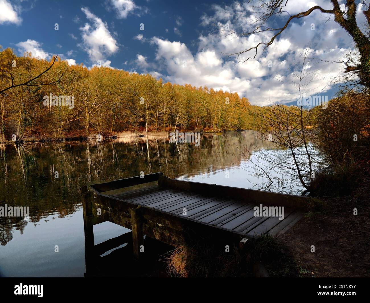 Cannop ponds The Forest of Dean Stock Photo - Alamy